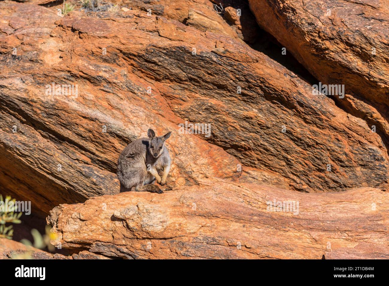 Warru aboriginal name hi-res stock photography and images - Alamy