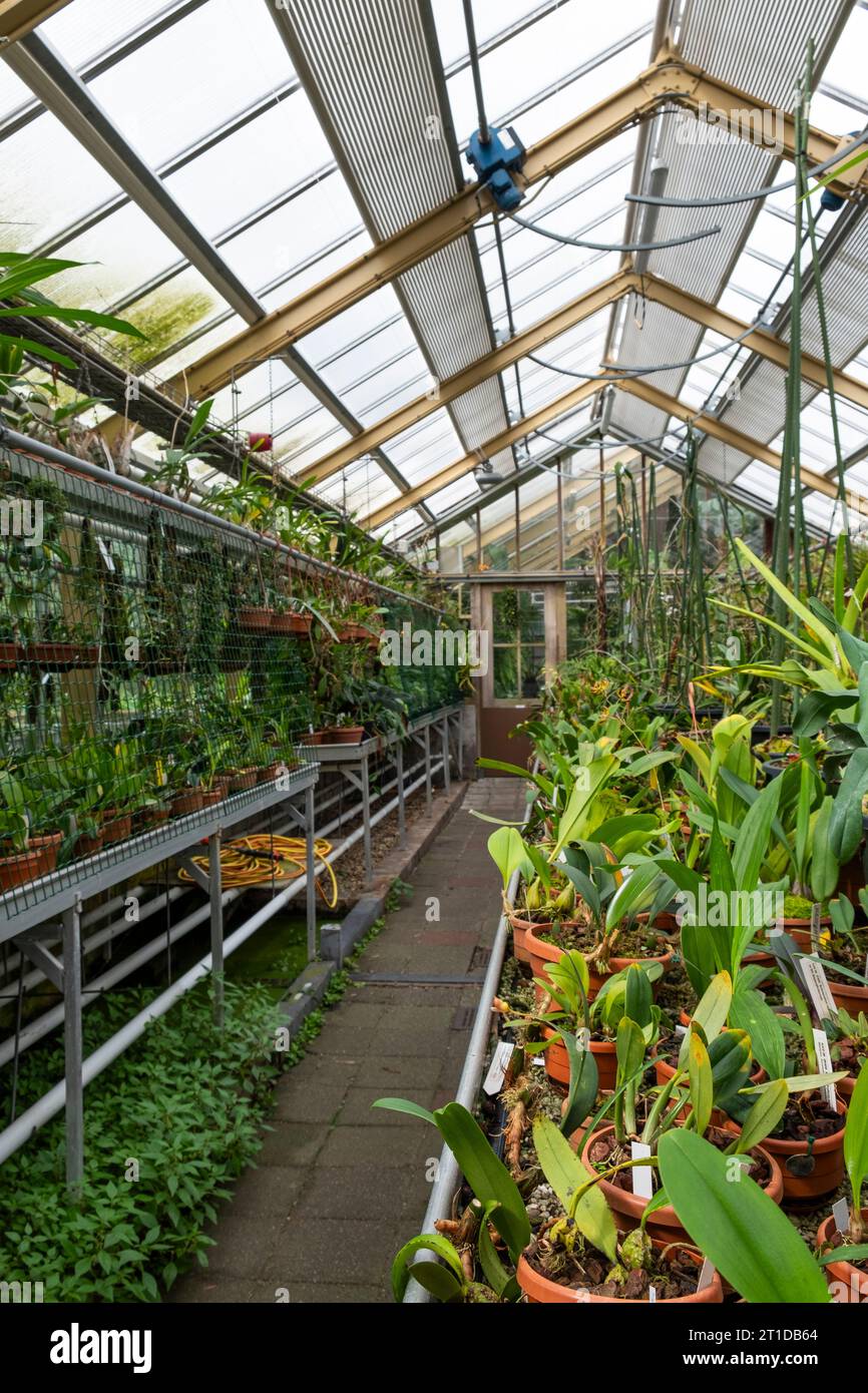 Tropical bushes and trees in the botanical garden in Leiden ...