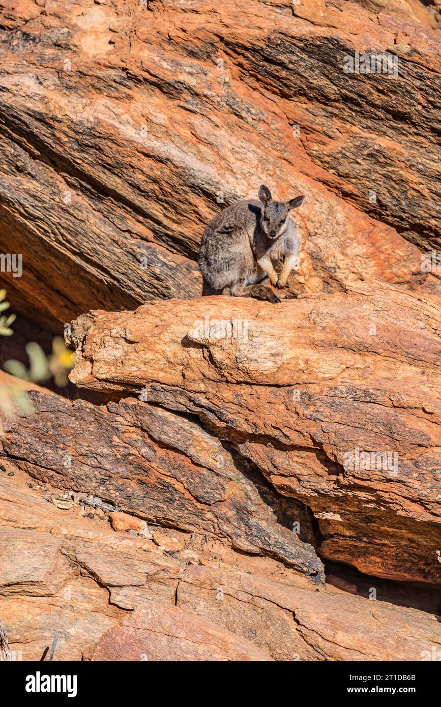The Australian Black-Flanked Rock-Wallaby (Petrogale lateralis), also ...