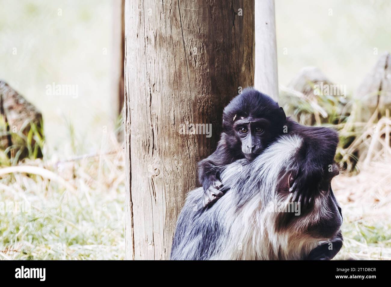 Cute baby Tonkean macaque monkey with its mother - Macaca tonkeana ...
