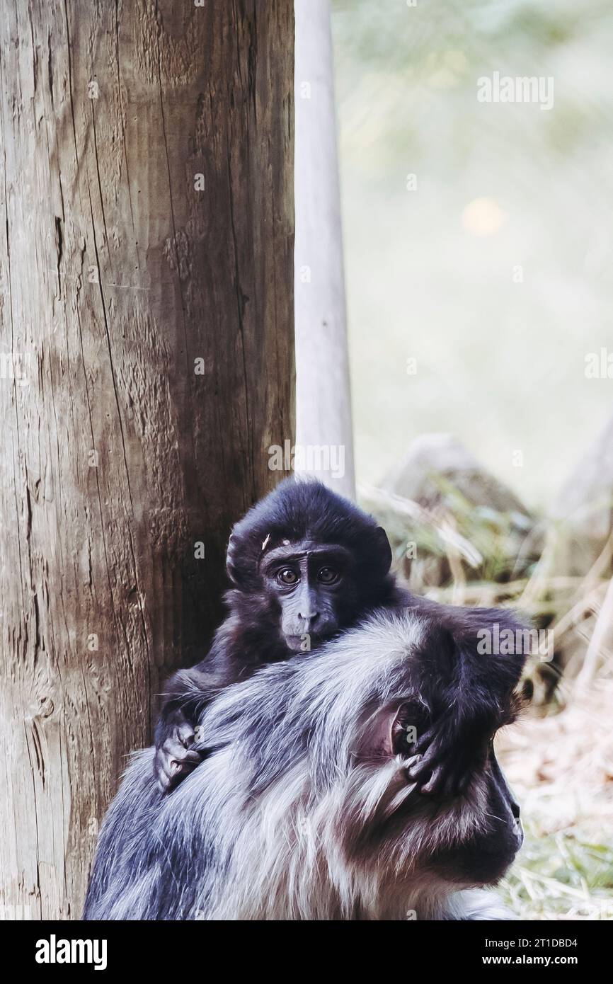 Cute baby Tonkean macaque monkey with its mother - Macaca tonkeana ...