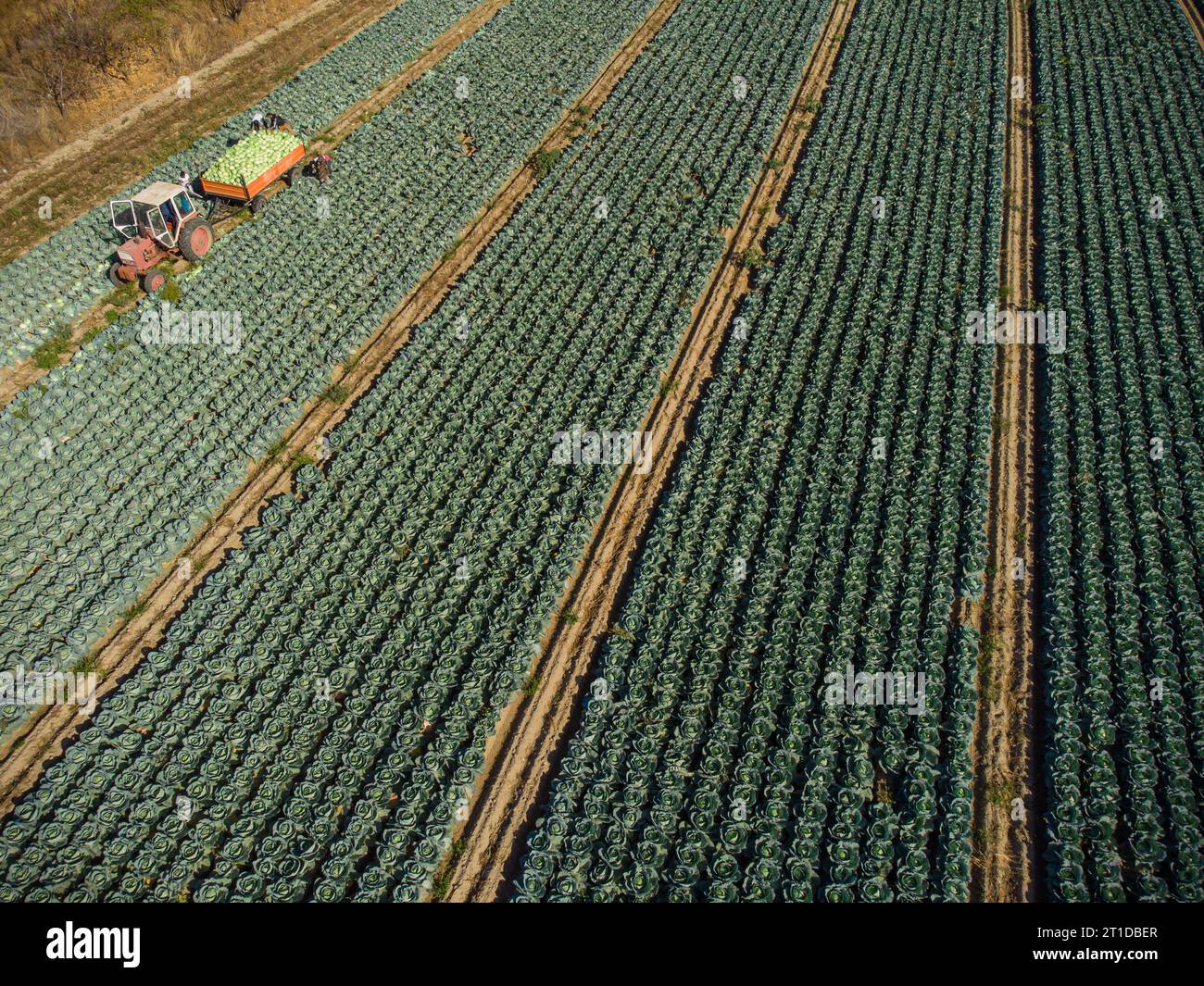 Aerial top down view of tractor and trailers of cabbage in field ...