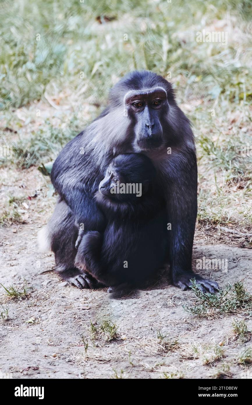 Cute baby Tonkean macaque monkey with its mother - Macaca tonkeana ...