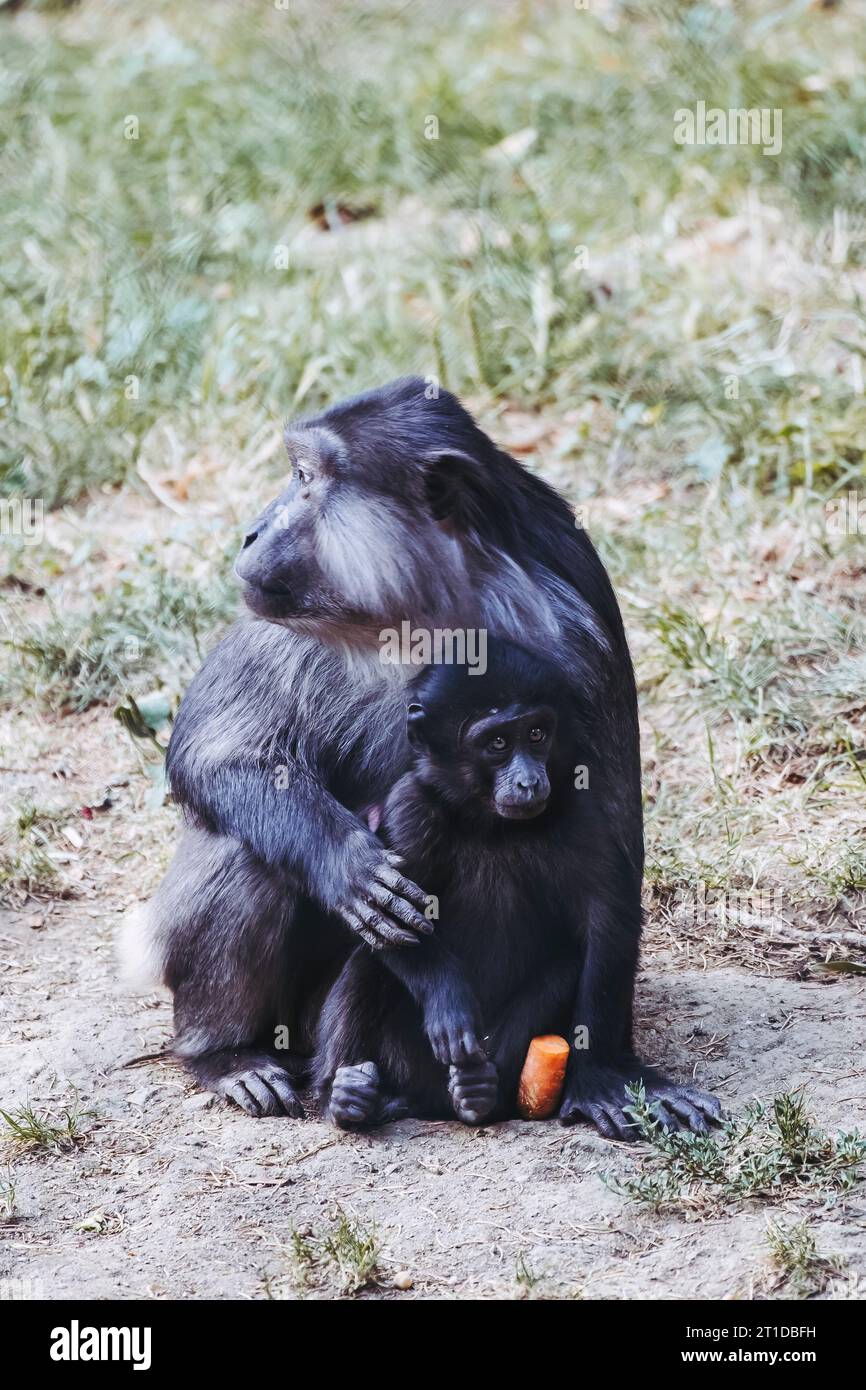 Cute baby Tonkean macaque monkey with its mother - Macaca tonkeana ...