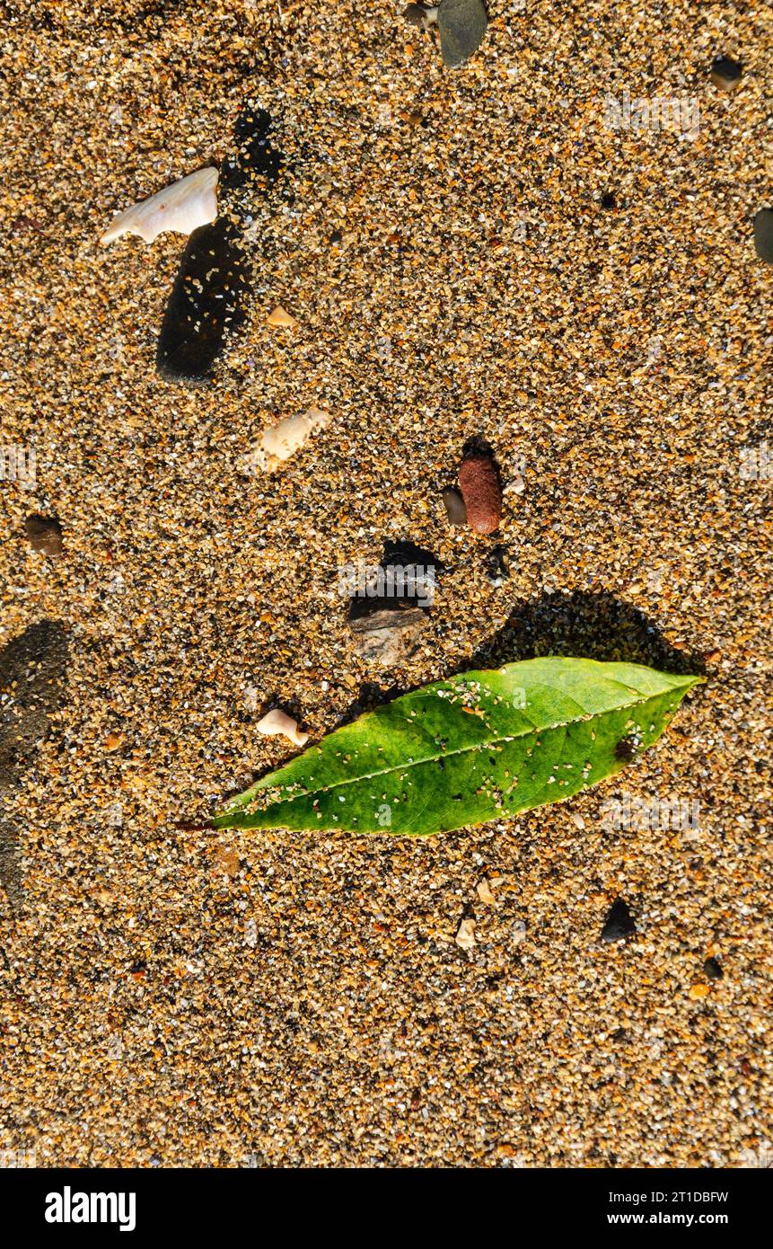Pebbles lying on sandy hi-res stock photography and images - Alamy