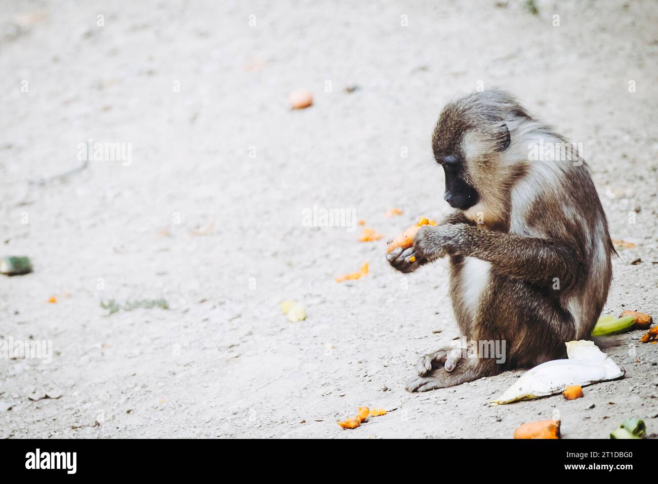 Tonkean black macaque hi-res stock photography and images - Alamy