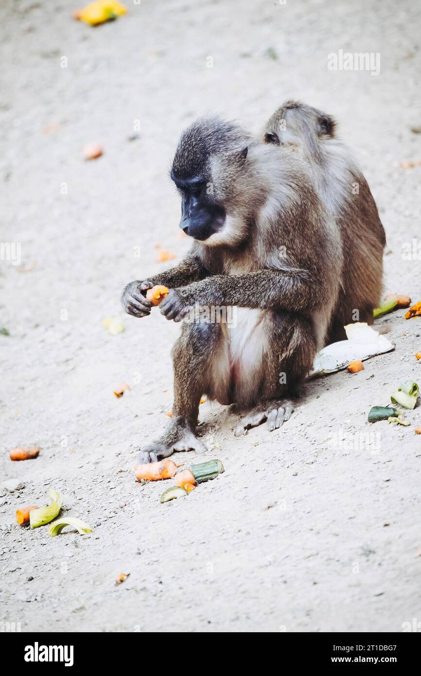 Primate park hi-res stock photography and images - Alamy