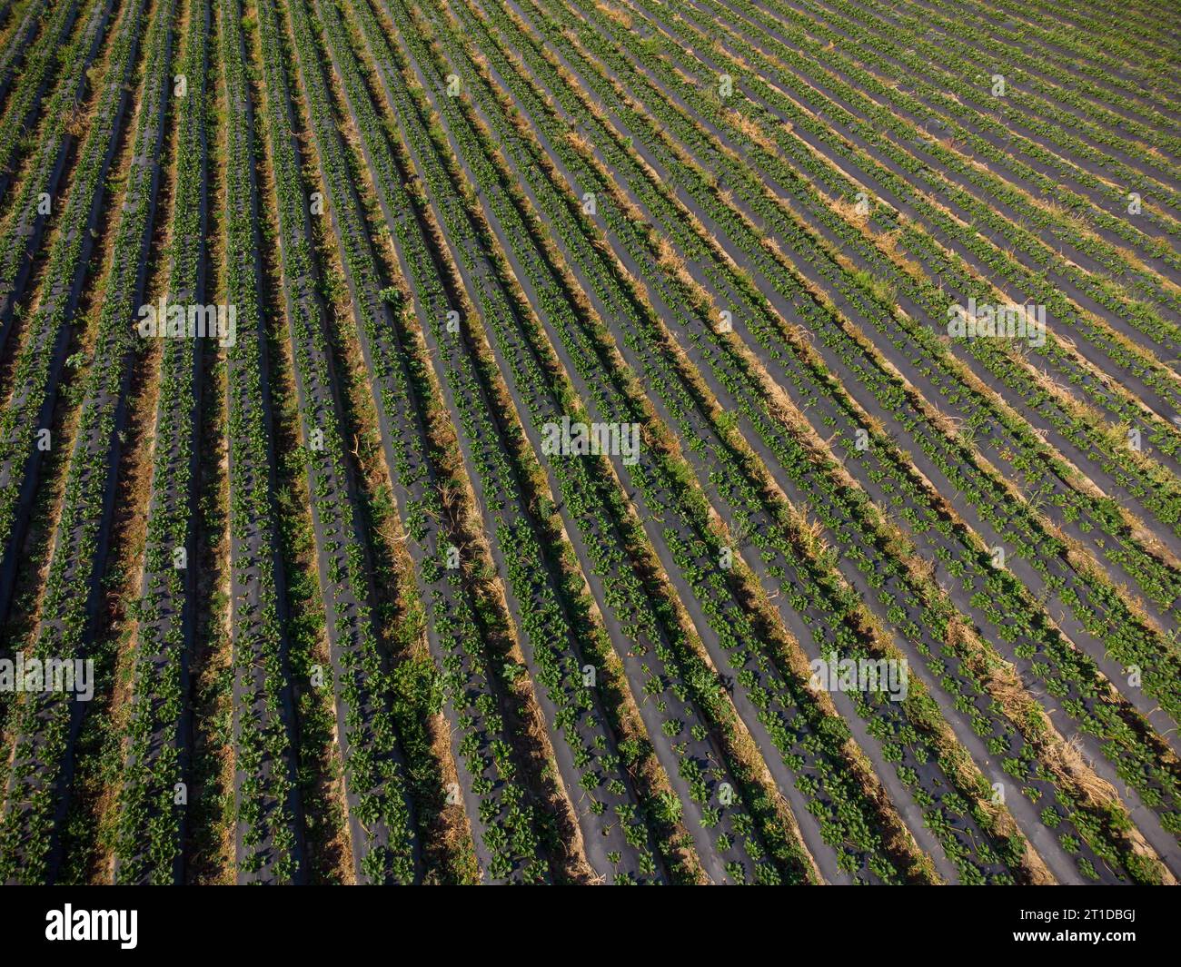 Aerial top view from above of a agriculture field Stock Photo - Alamy