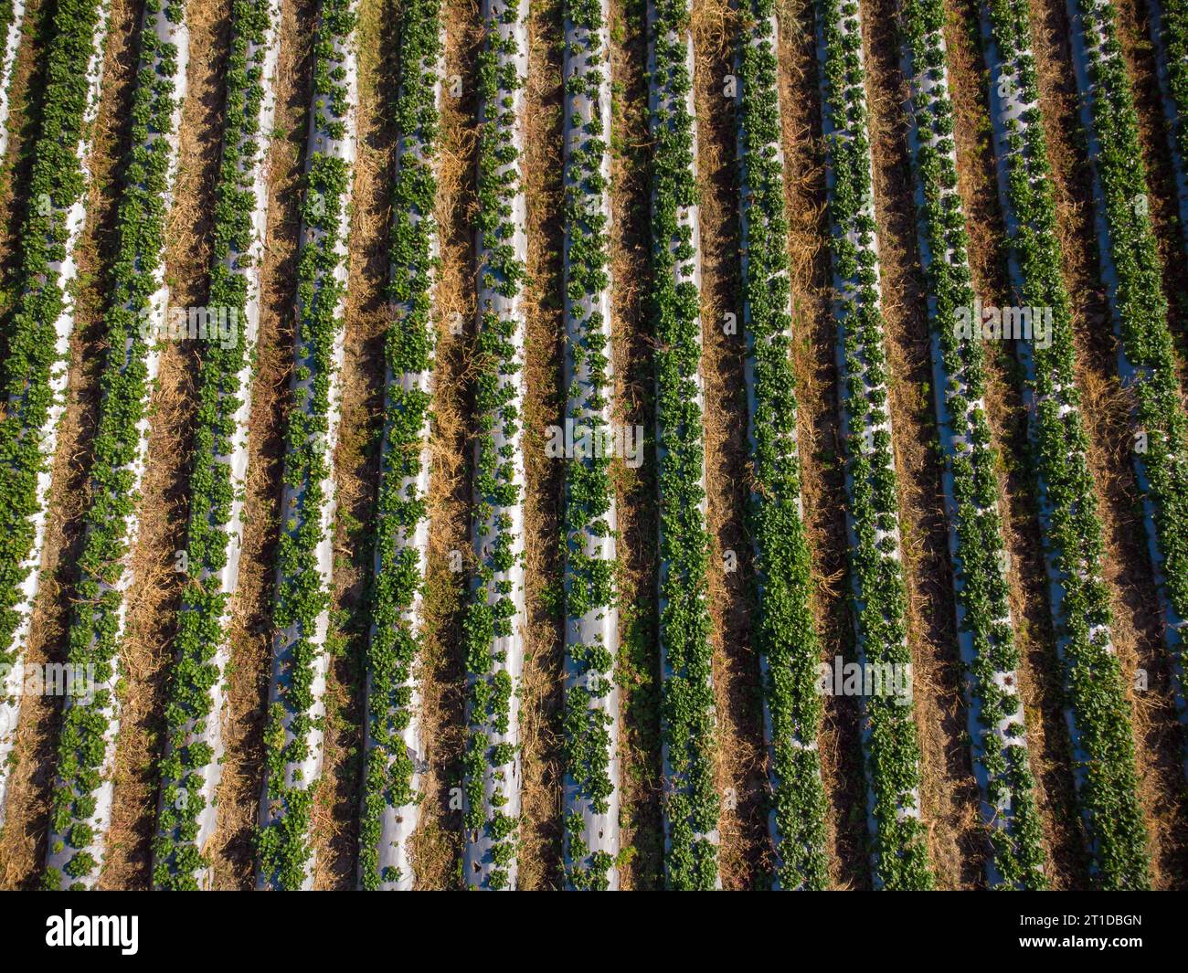 Aerial top view from above of a agriculture field Stock Photo - Alamy
