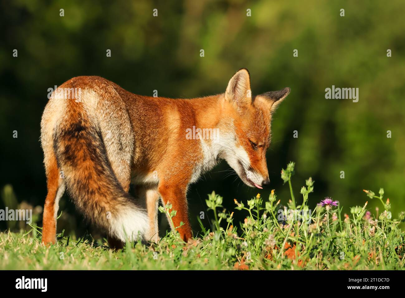 Fox during twilight hi-res stock photography and images - Alamy