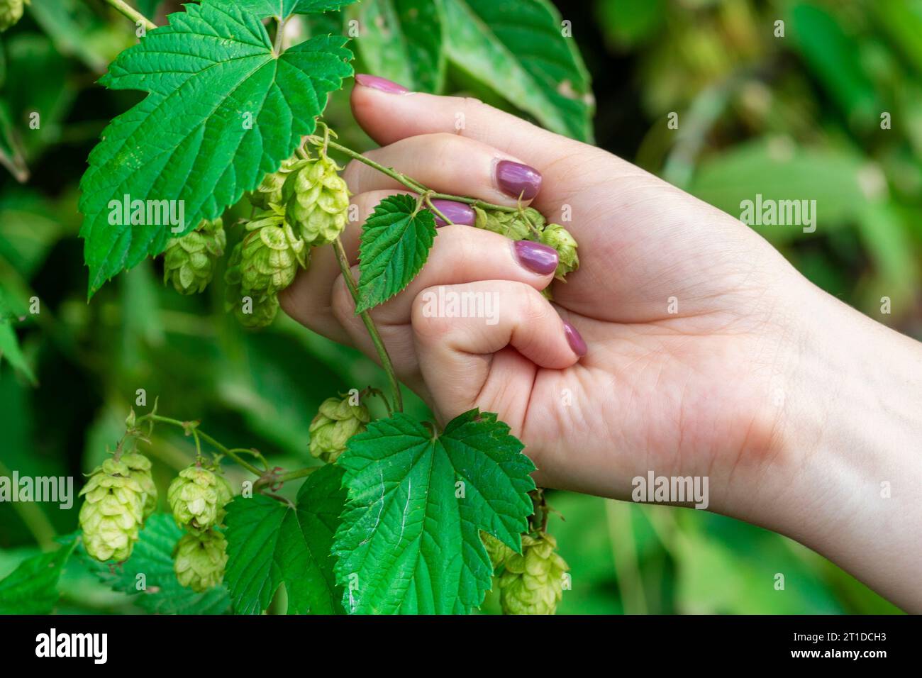 The female hand tears hop. The concept hop harvesting, ingredient for ...
