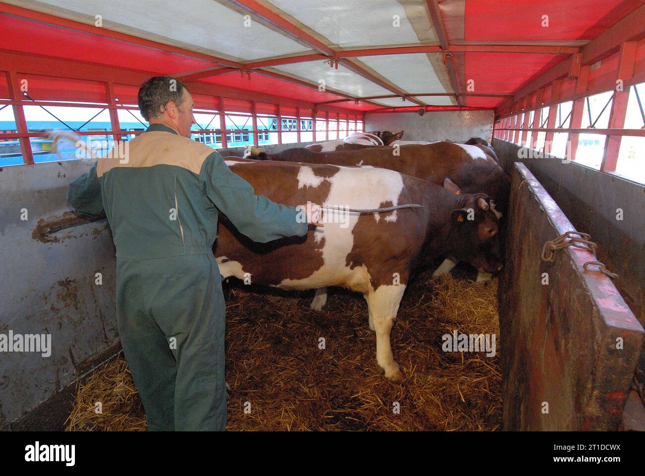 Livestock transport. Loading of bovines intended for slaughterhouse ...