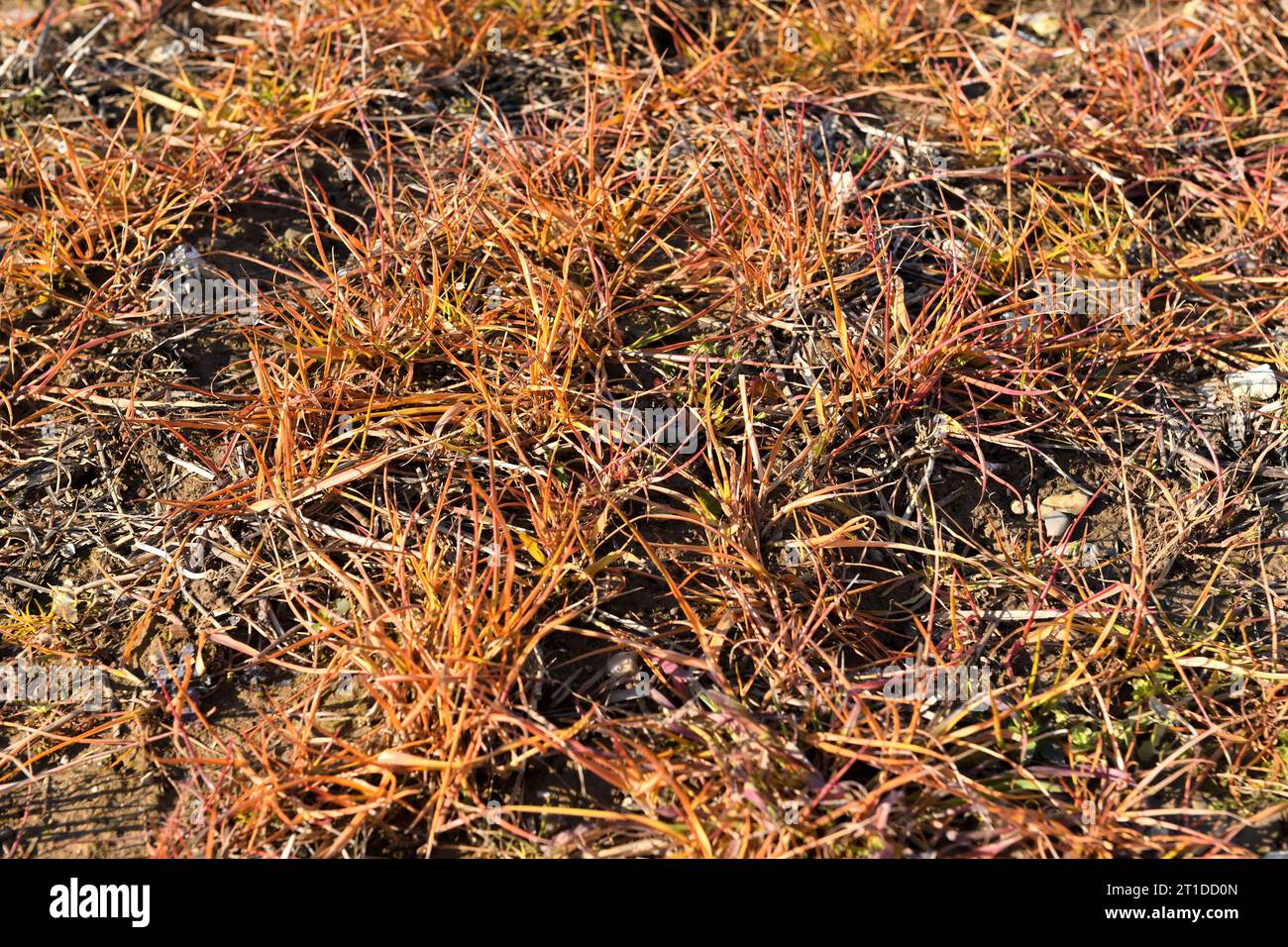 Field with orange vegetation after application of glyphosate weedkiller ...