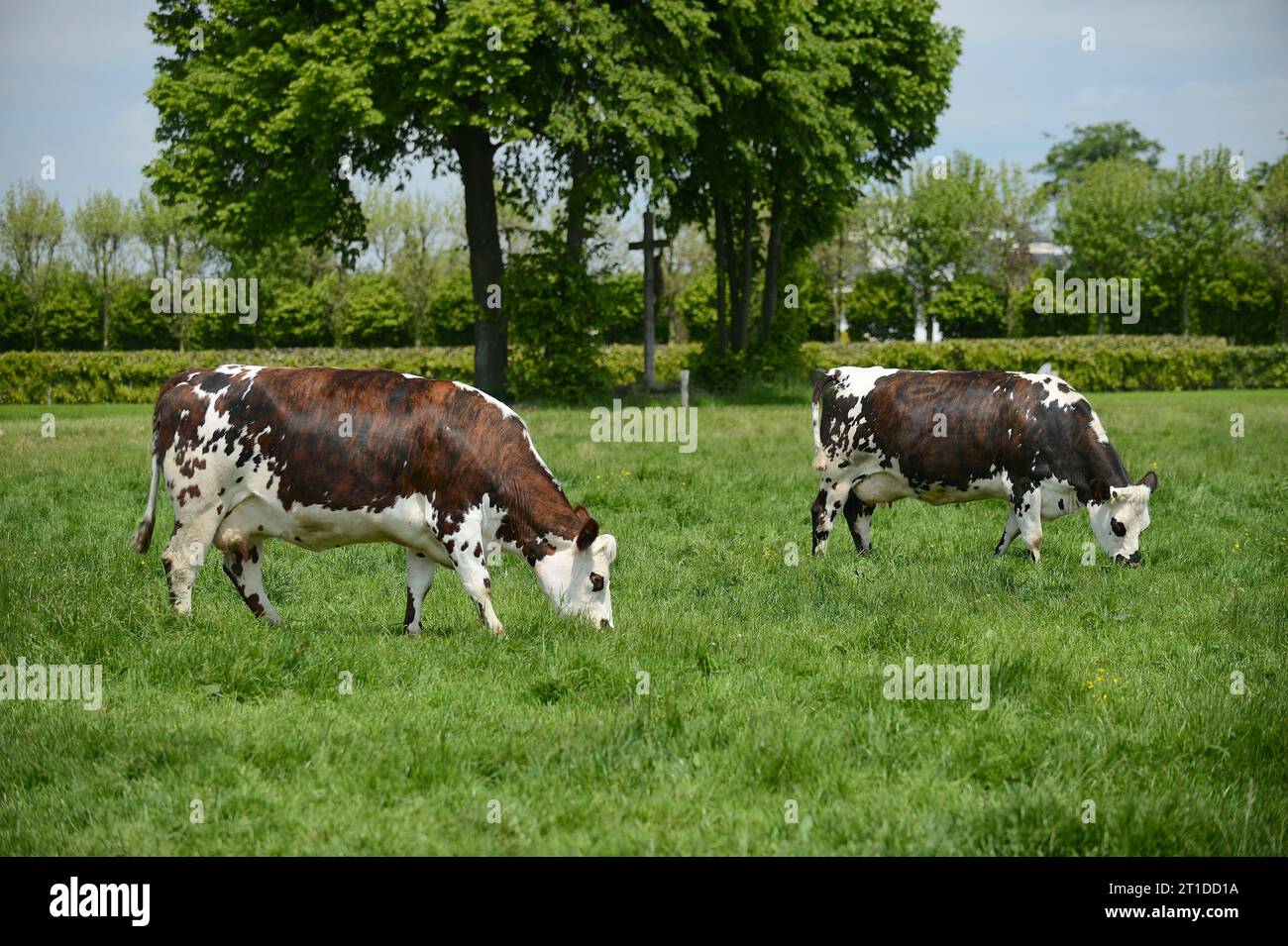 Cattle grazing in a meadow, Normande cows (breed). Milk cow, dairy farm ...