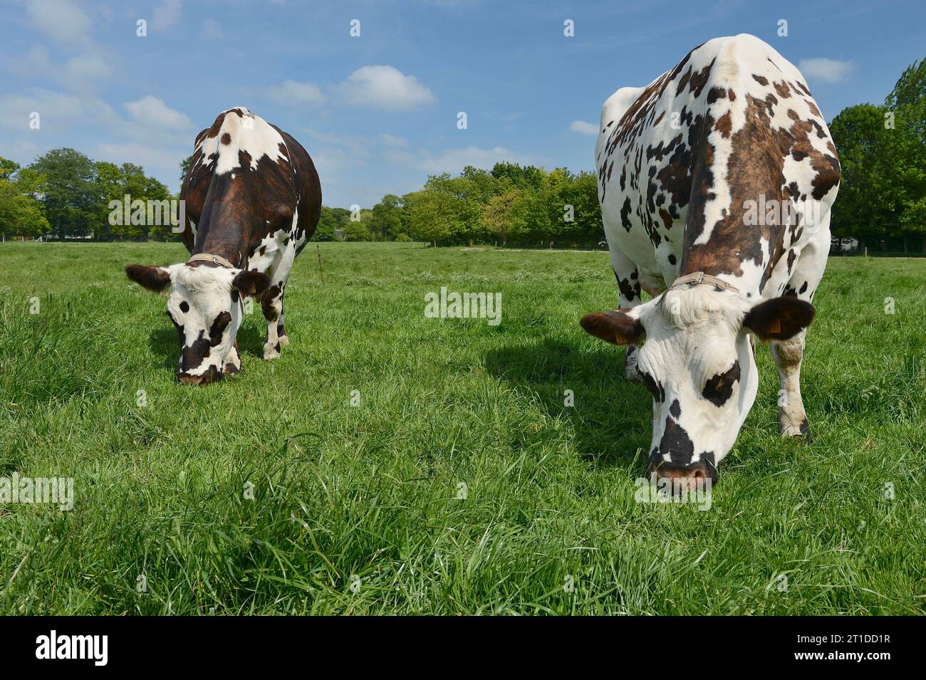 Cattle grazing in a meadow, Normande cows (breed). Milk cow, dairy farm ...