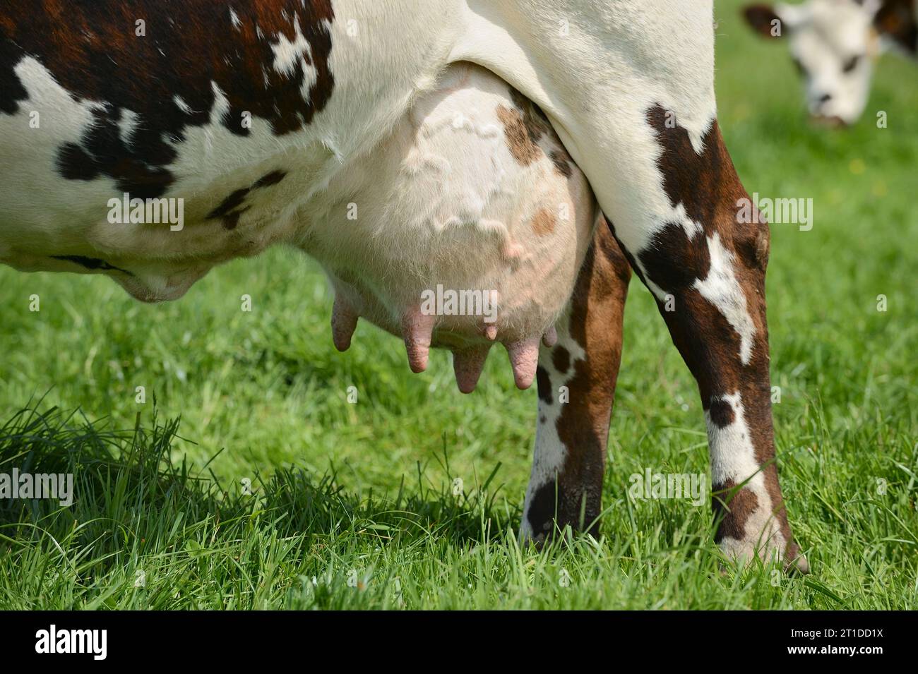 Cow grazing in a meadow, Normande cow (breed). Milk cow, dairy farm ...