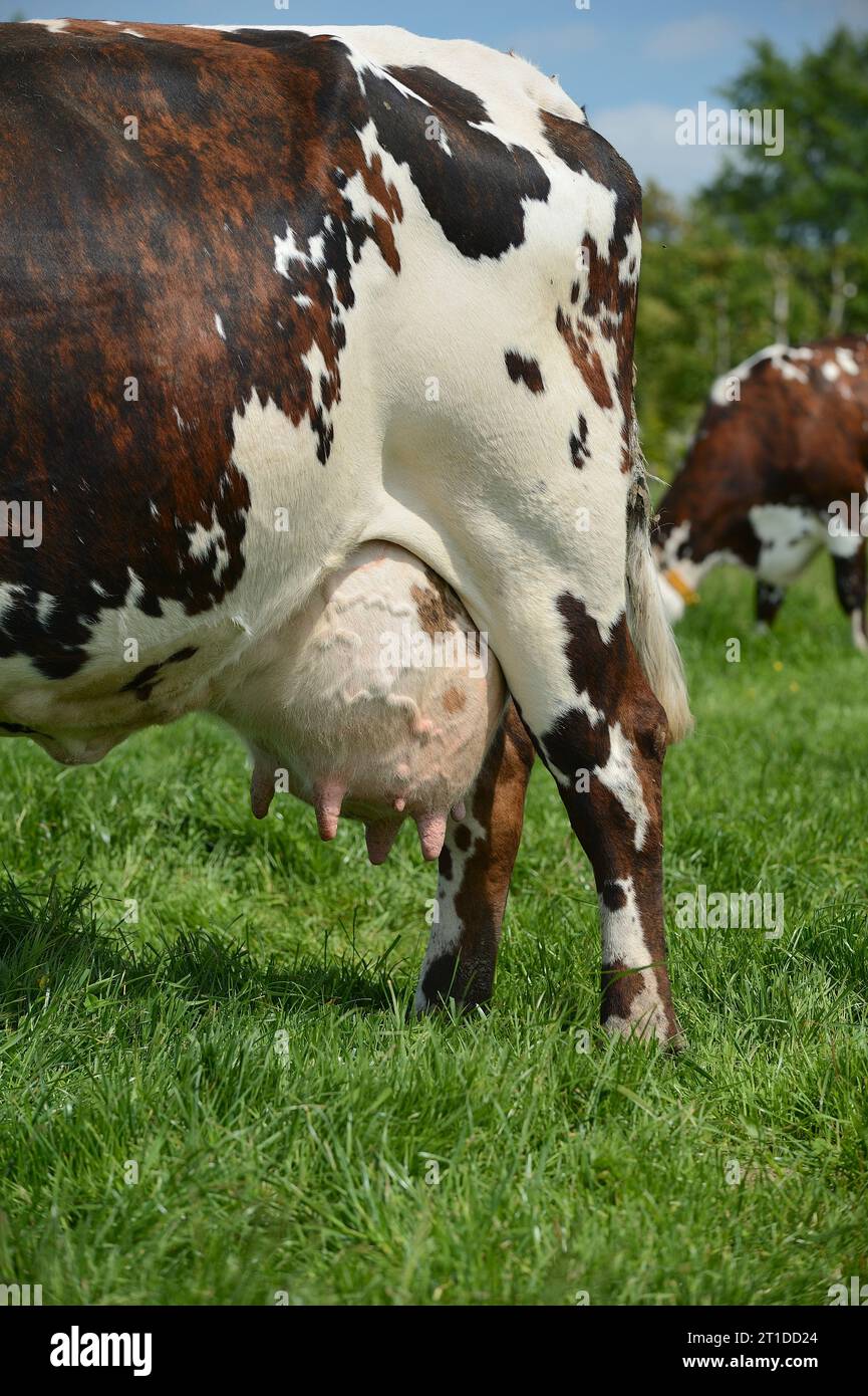 Cow grazing in a meadow, Normande cow (breed). Milk cow, dairy farm ...