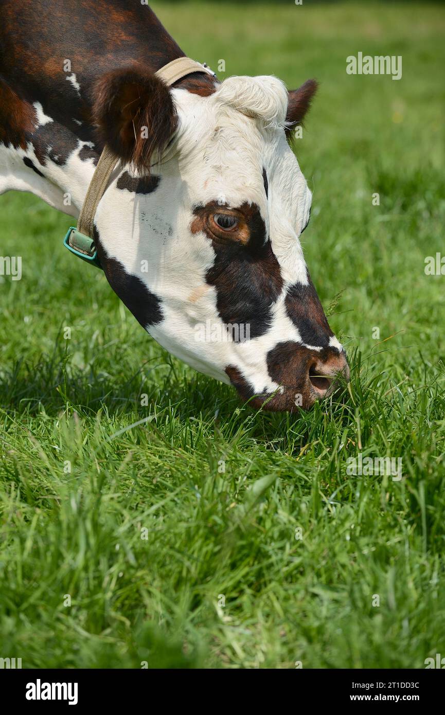 Cow grazing in a meadow, Normande cow (breed). Milk cow, dairy farm ...