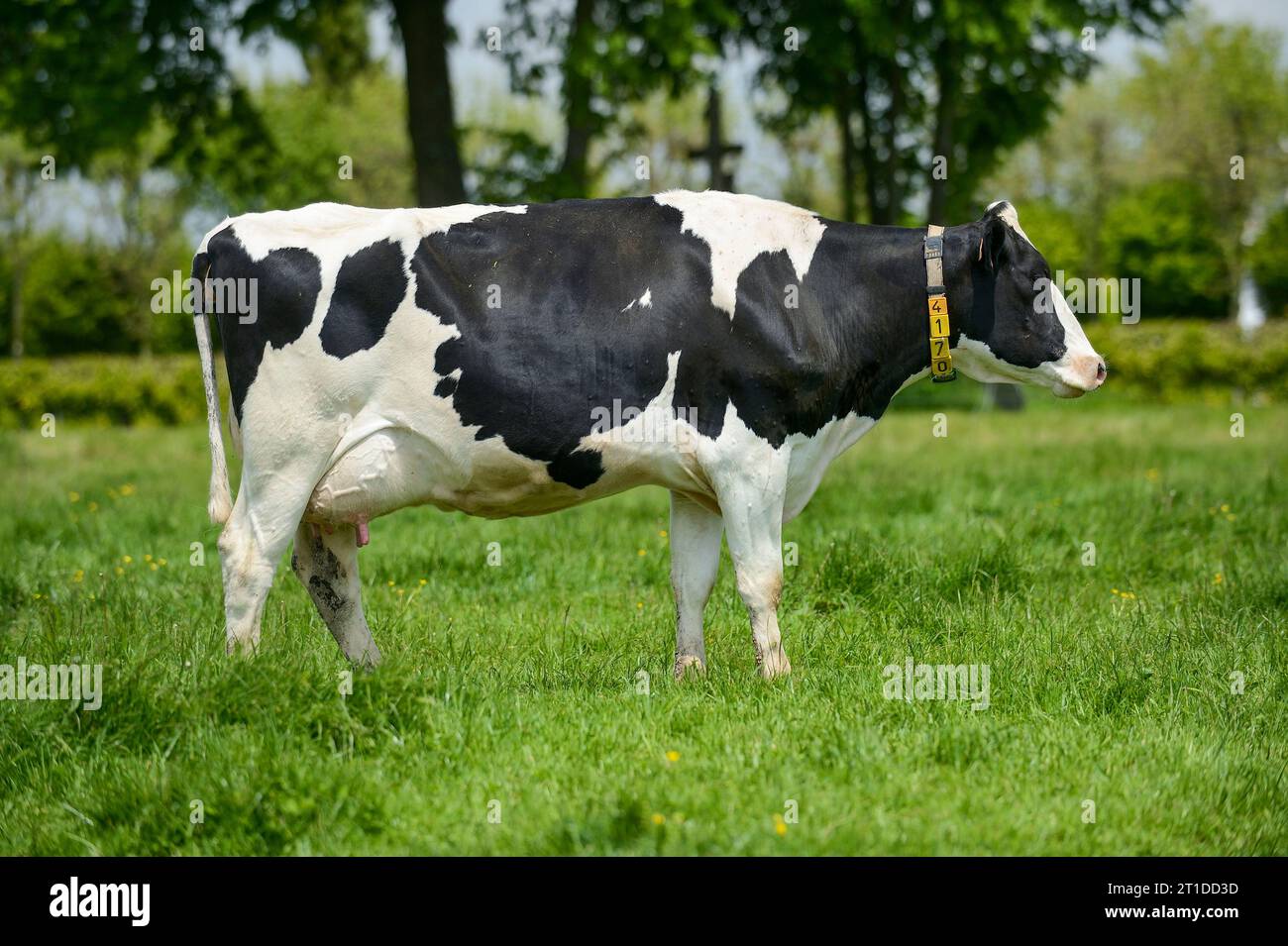 Cow grazing in a meadow, Prim'Holstein cow (breed). Milk cow, dairy ...