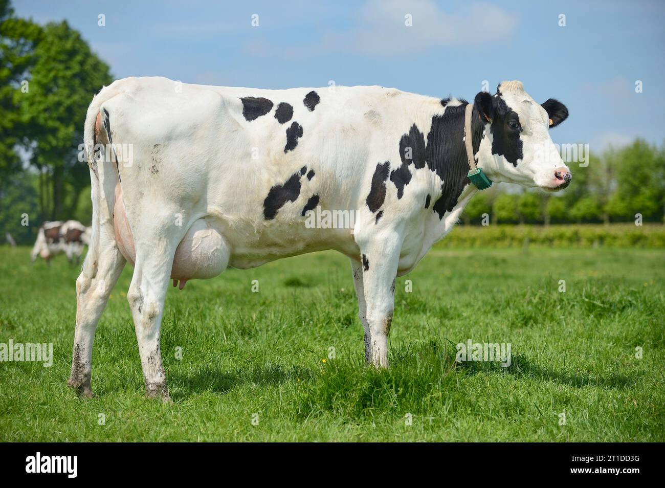 Cow grazing in a meadow, Prim'Holstein cow (breed). Milk cow, dairy ...