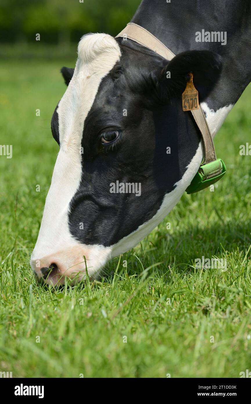 Cow grazing in a meadow, Prim'Holstein cow (breed). Milk cow, dairy ...
