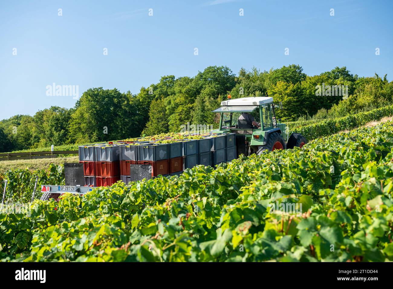 Oger (north-eastern France): grape harvest in a Champagne vineyard ...