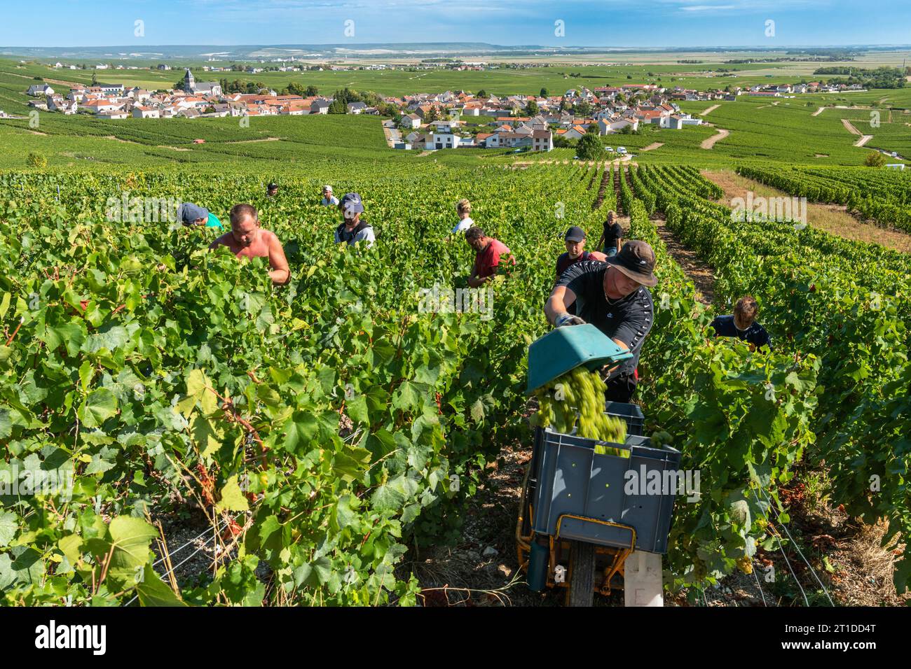Oger (north-eastern France): grape harvest in a Champagne vineyard ...