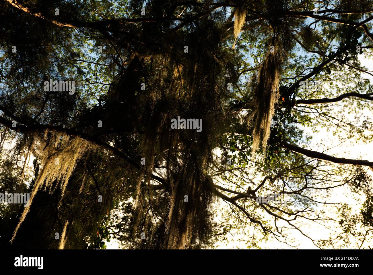 Tree covered in Spanish Moss, Tahiti, French Polynesia Stock Photo - Alamy
