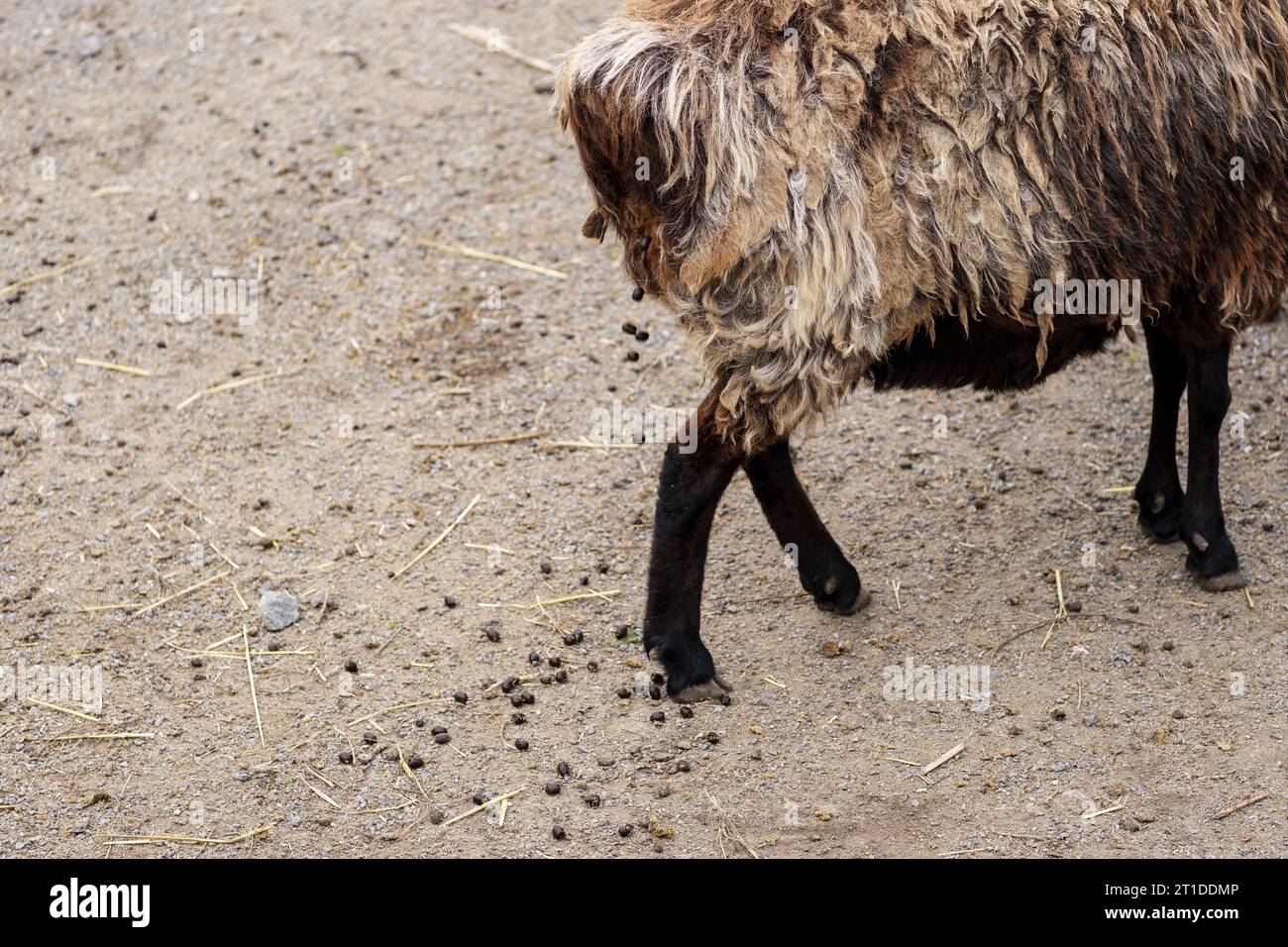 sheep. Sheep in nature on meadow. Farming outdoor Stock Photo - Alamy