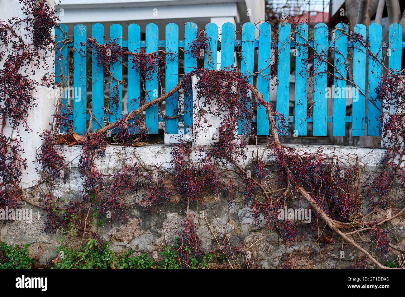 Old blue wooden fence hi-res stock photography and images - Alamy
