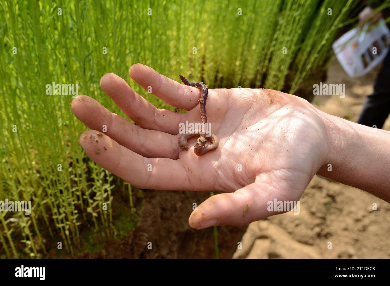 Earthworm in a hand Stock Photo - Alamy