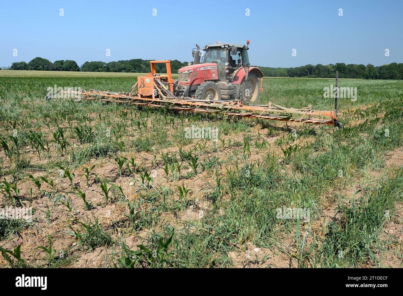 Mechanical weeder in an organic cornfield Stock Photo - Alamy