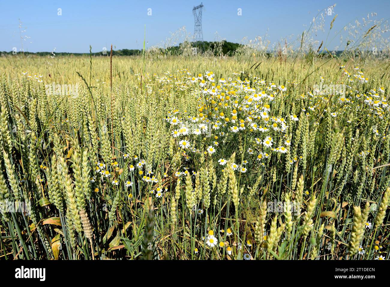 Organic wheat field Stock Photo - Alamy