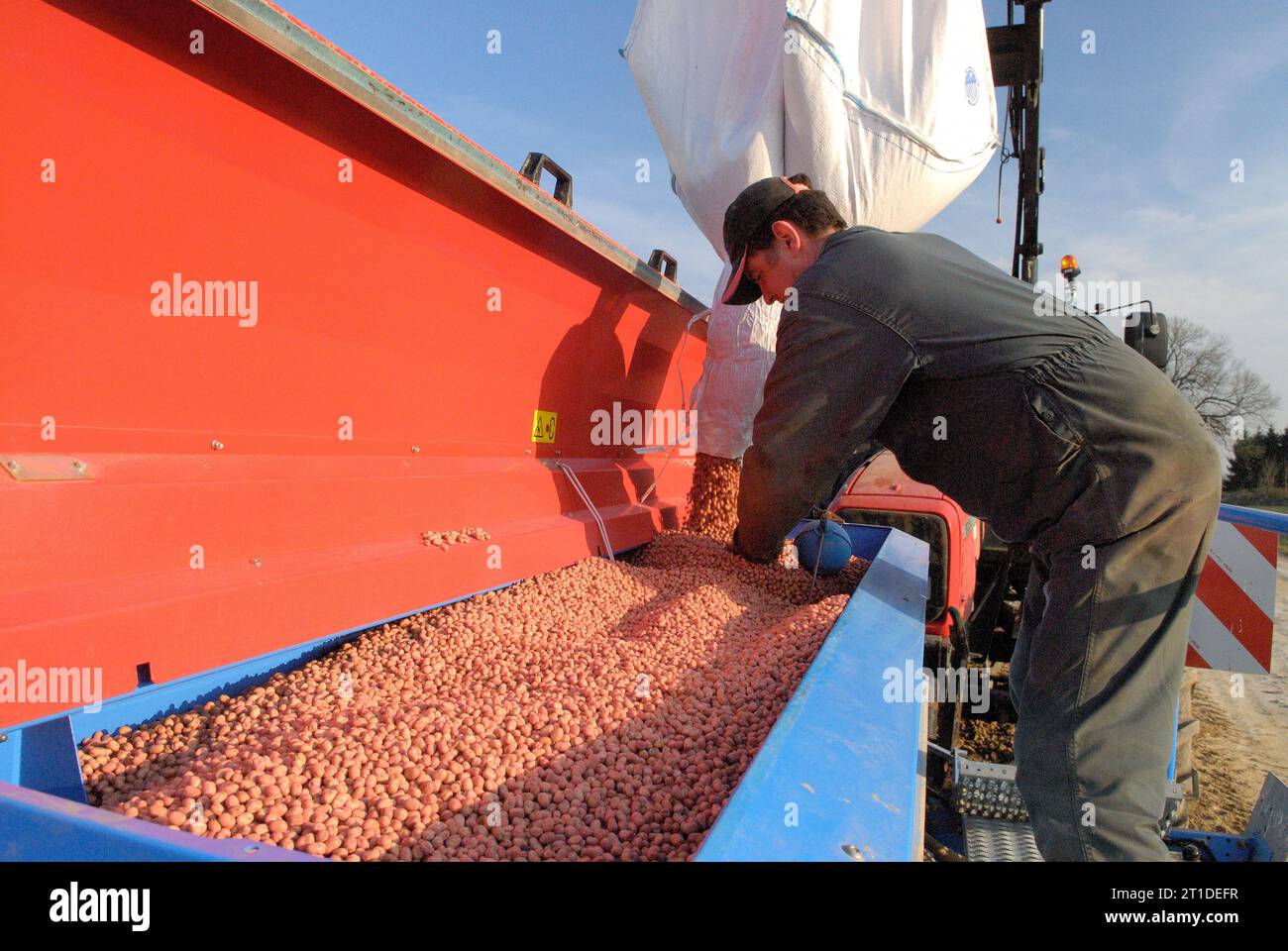 farmer loading his tractor's seed drill with faba bean seeds Stock ...