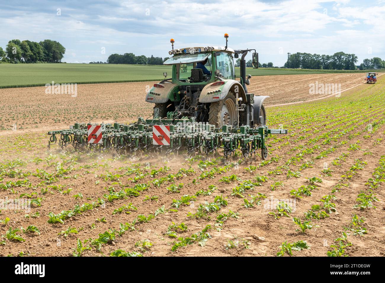 Agricultural work mechanized hoeing of a beet field at 4-leaf stage ...