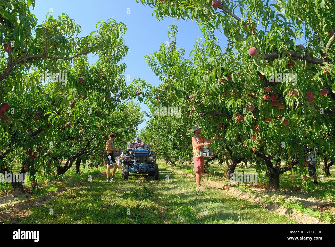 Harvesting peaches from a tree in an orchard. Seasonal pickers Stock ...