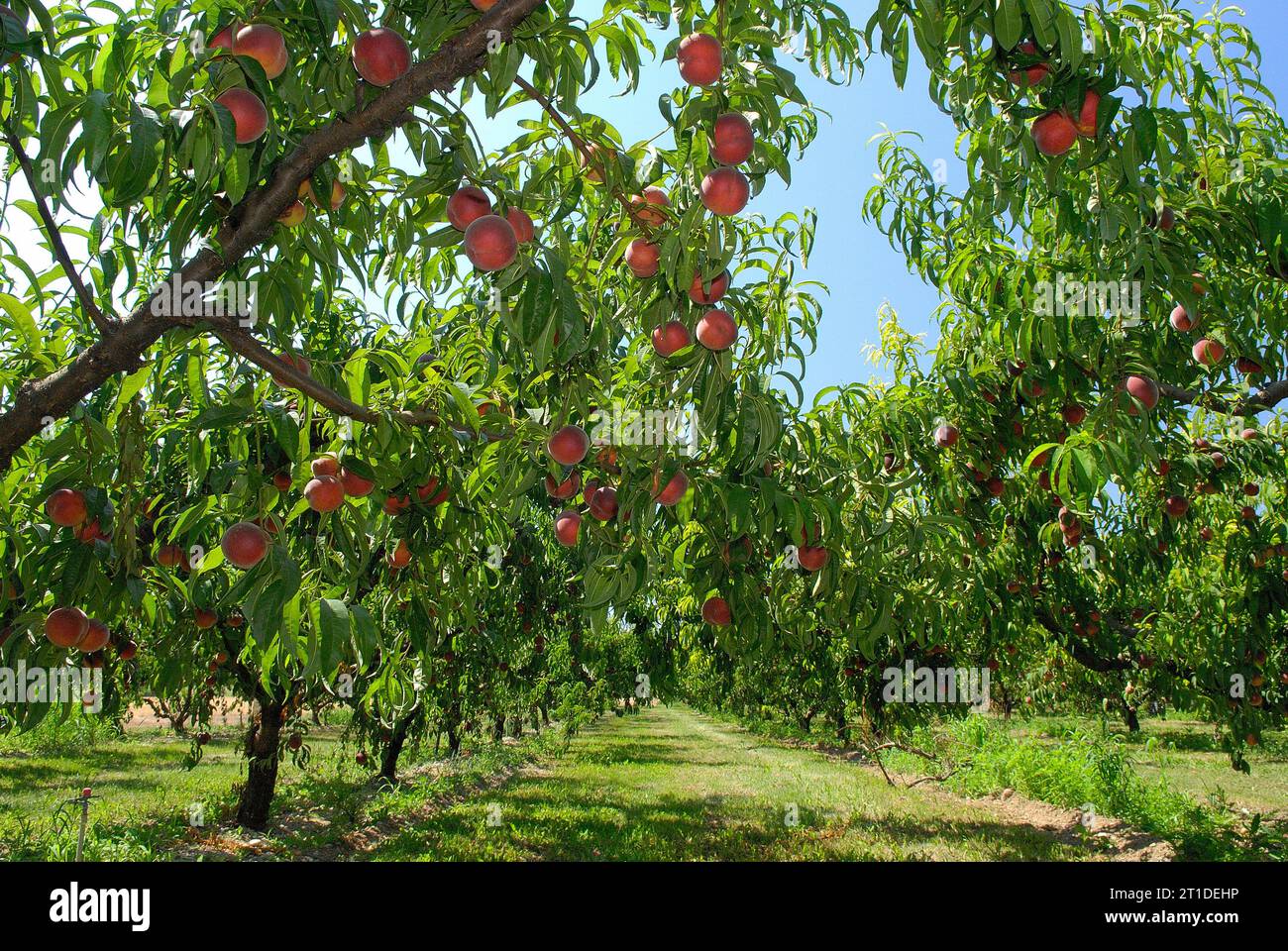 Harvesting peaches from a tree. Peaches on a branch Stock Photo - Alamy
