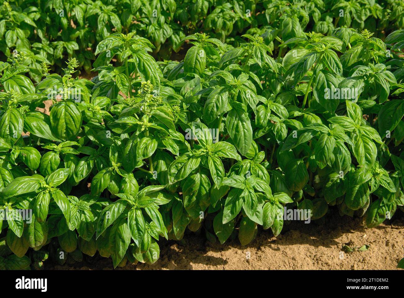 Organic farming: basil field Stock Photo - Alamy