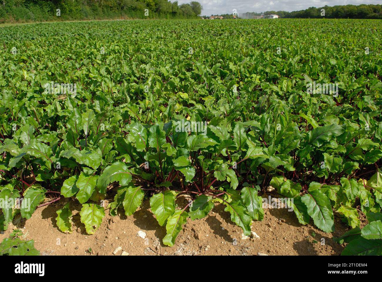 Organic farming: red beet field Stock Photo - Alamy