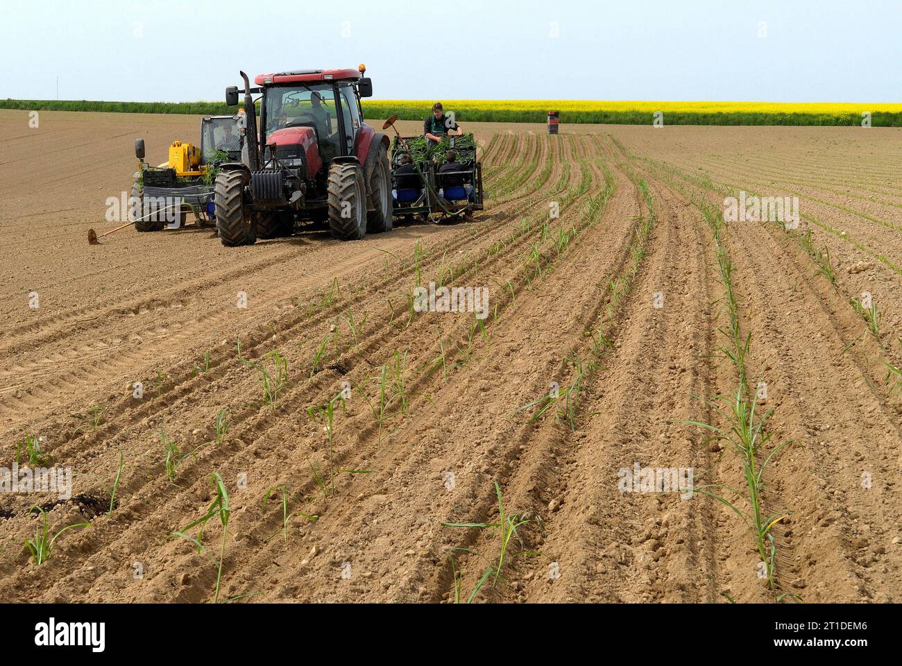 Miscanthus in a field, a source of renewable biomass that can be used ...