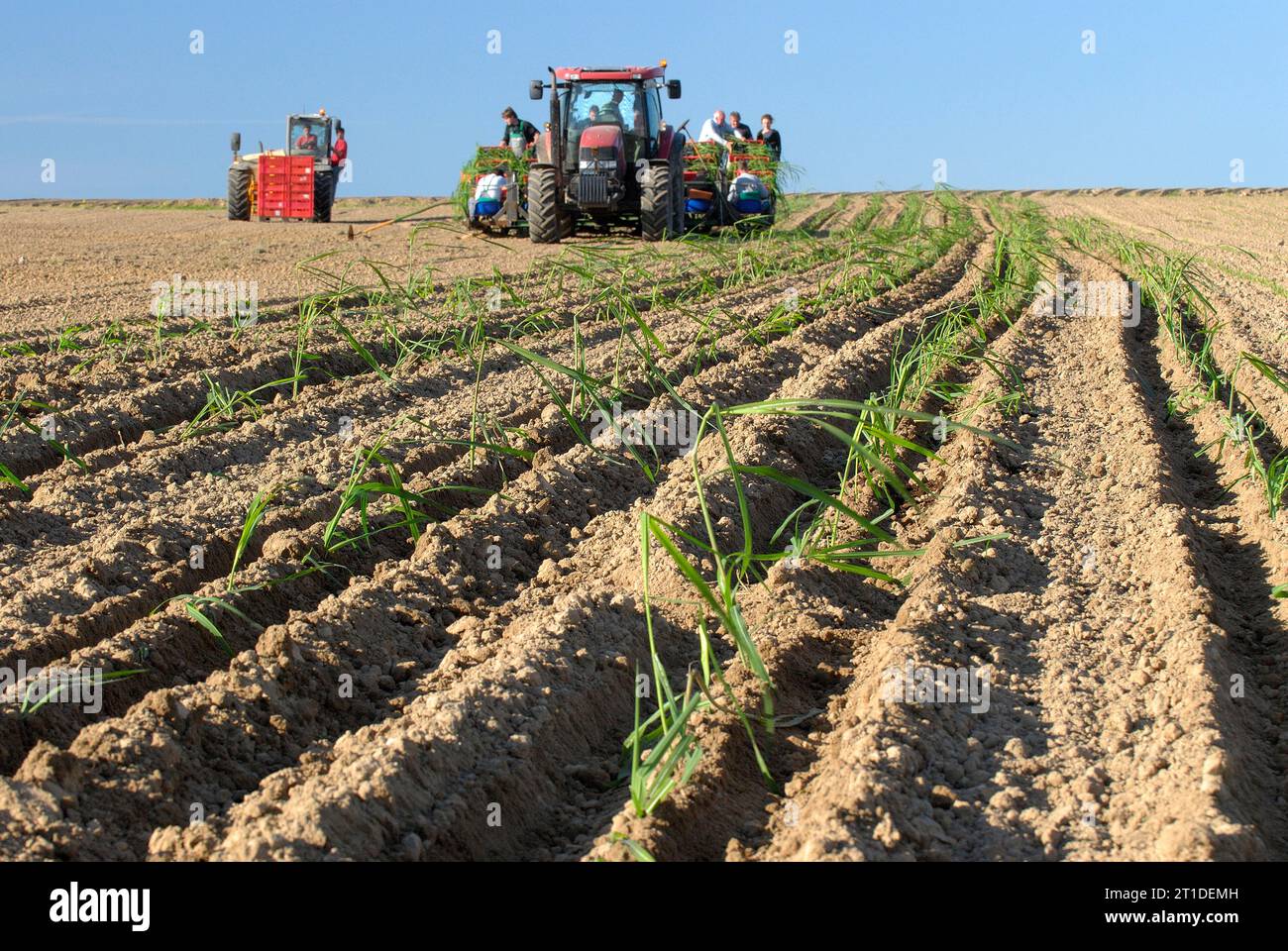 Miscanthus in a field, a source of renewable biomass that can be used ...