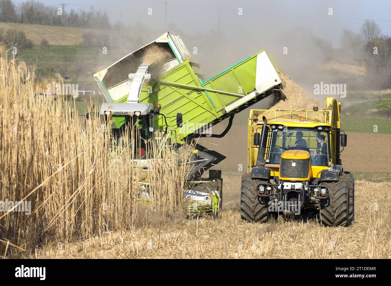 Miscanthus harvest in a field, a source of renewable biomass that can ...