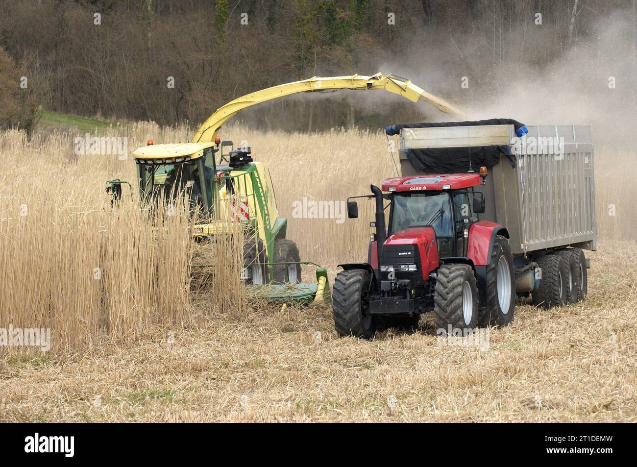 Miscanthus harvest in field hi-res stock photography and images - Alamy