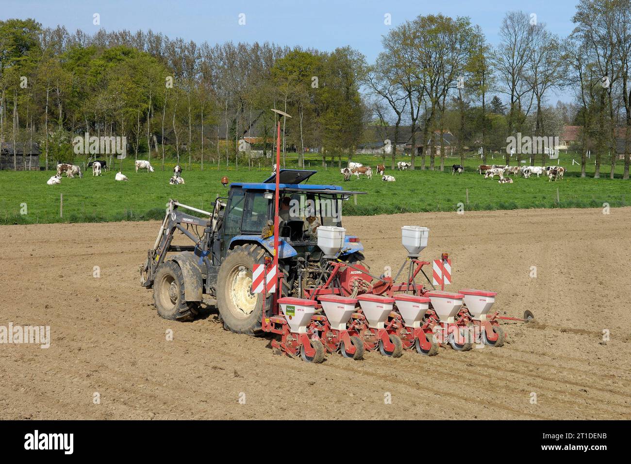 Corn seedling, tractor and seeder, and cattle in a meadow in the ...
