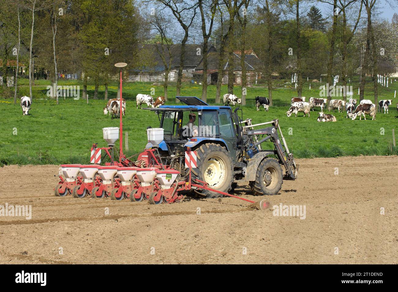 Corn seedling, tractor and seeder, and cattle in a meadow in the ...
