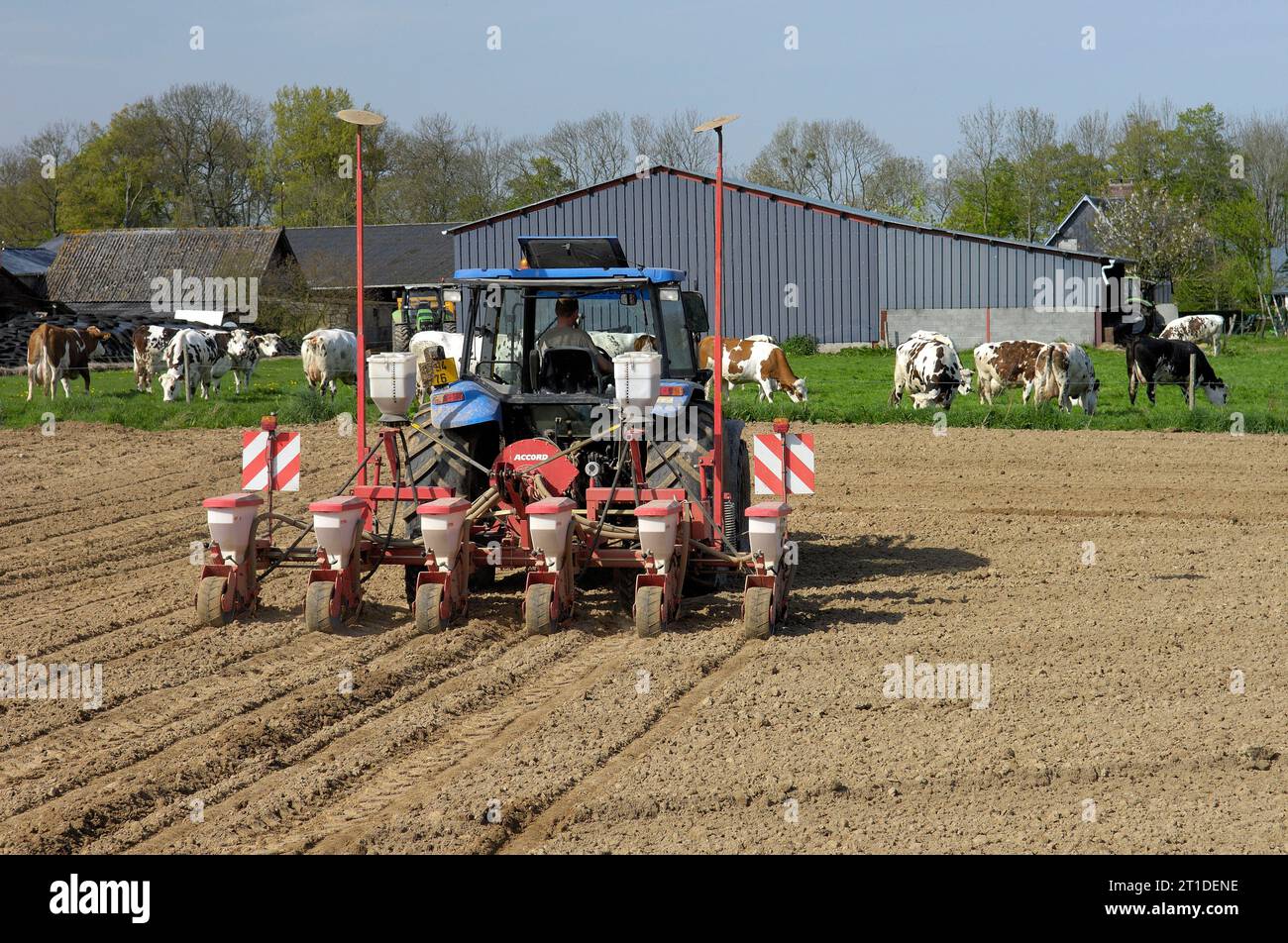 Corn seedling, tractor and seeder, and cattle in a meadow in the ...
