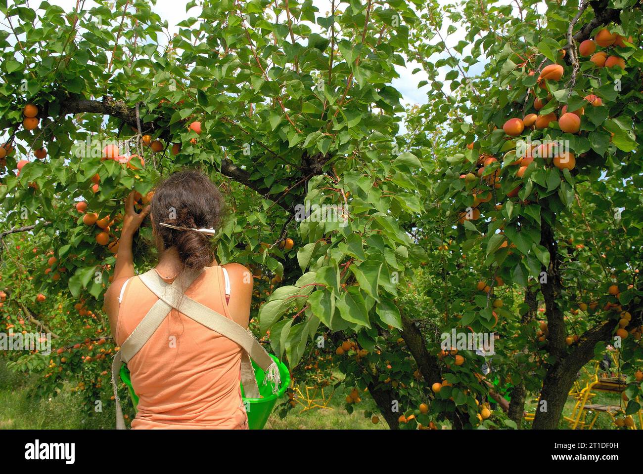 Harvesting apricots from a tree in an orchard. Seasonal workers Stock ...