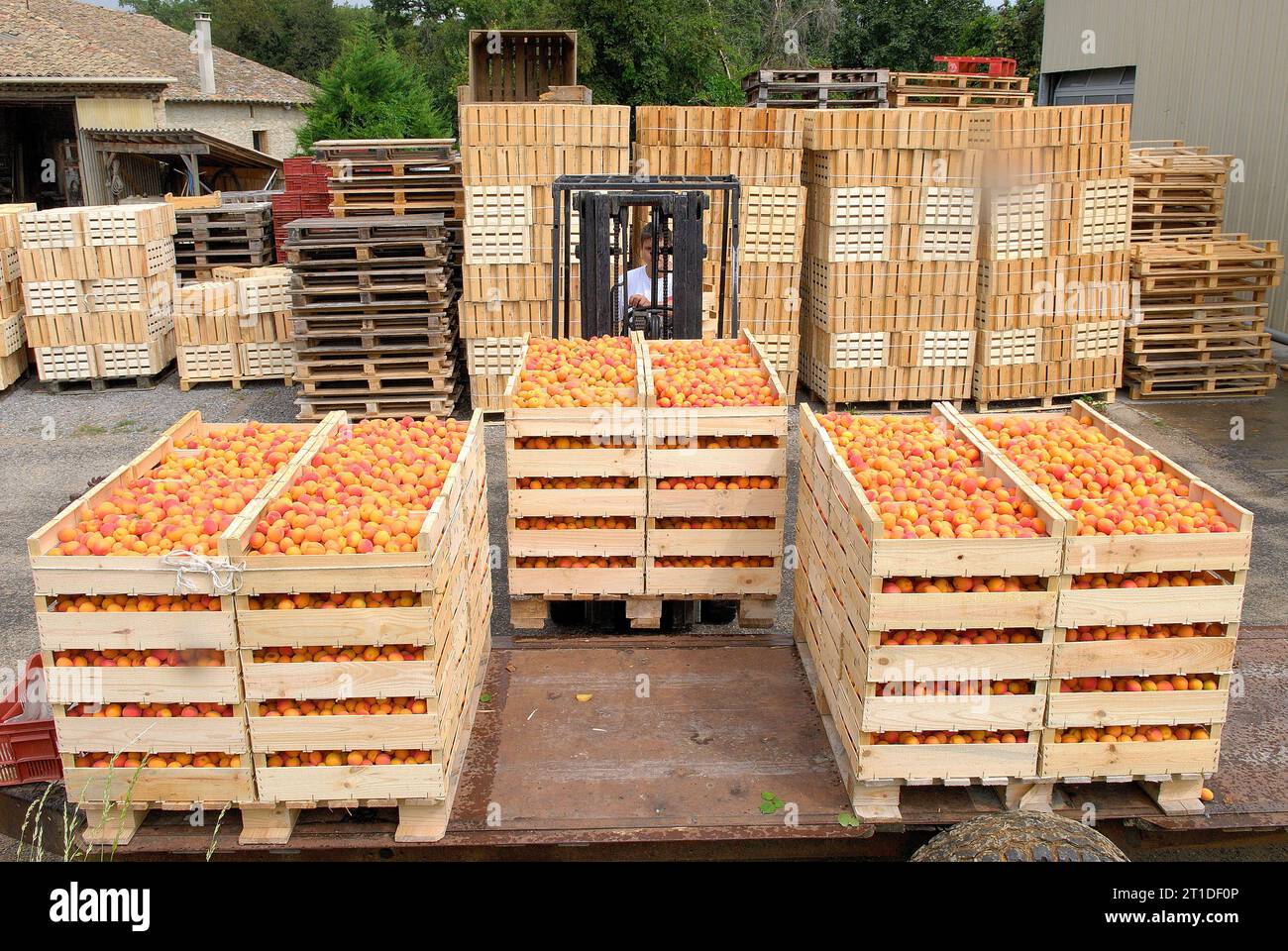 Sorting into crates hi-res stock photography and images - Alamy