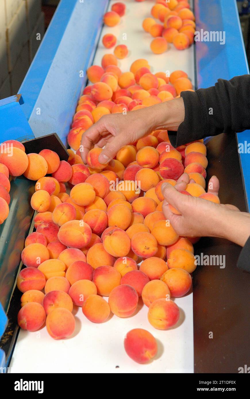Apricot picking: the sorting and packaging workshop, crating, grading ...