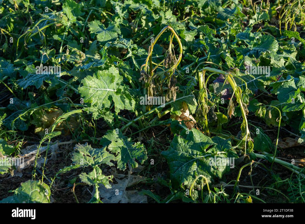 Rapeseed field with Intermediate nitrate trap crops (CIPANs), seed for ...